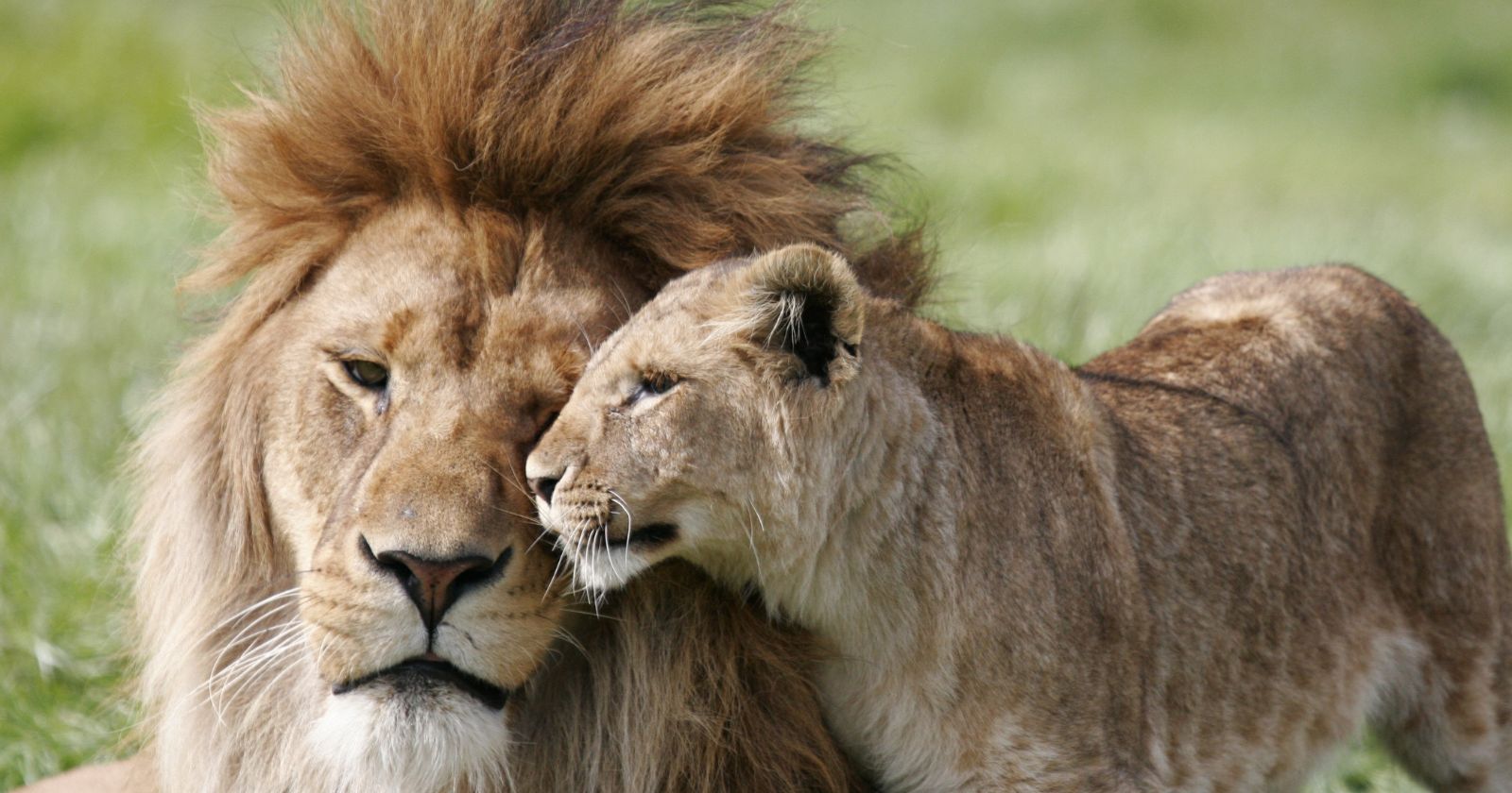 Your Leo Horoscope - 7 Surprising Secrets - Starry Astrology