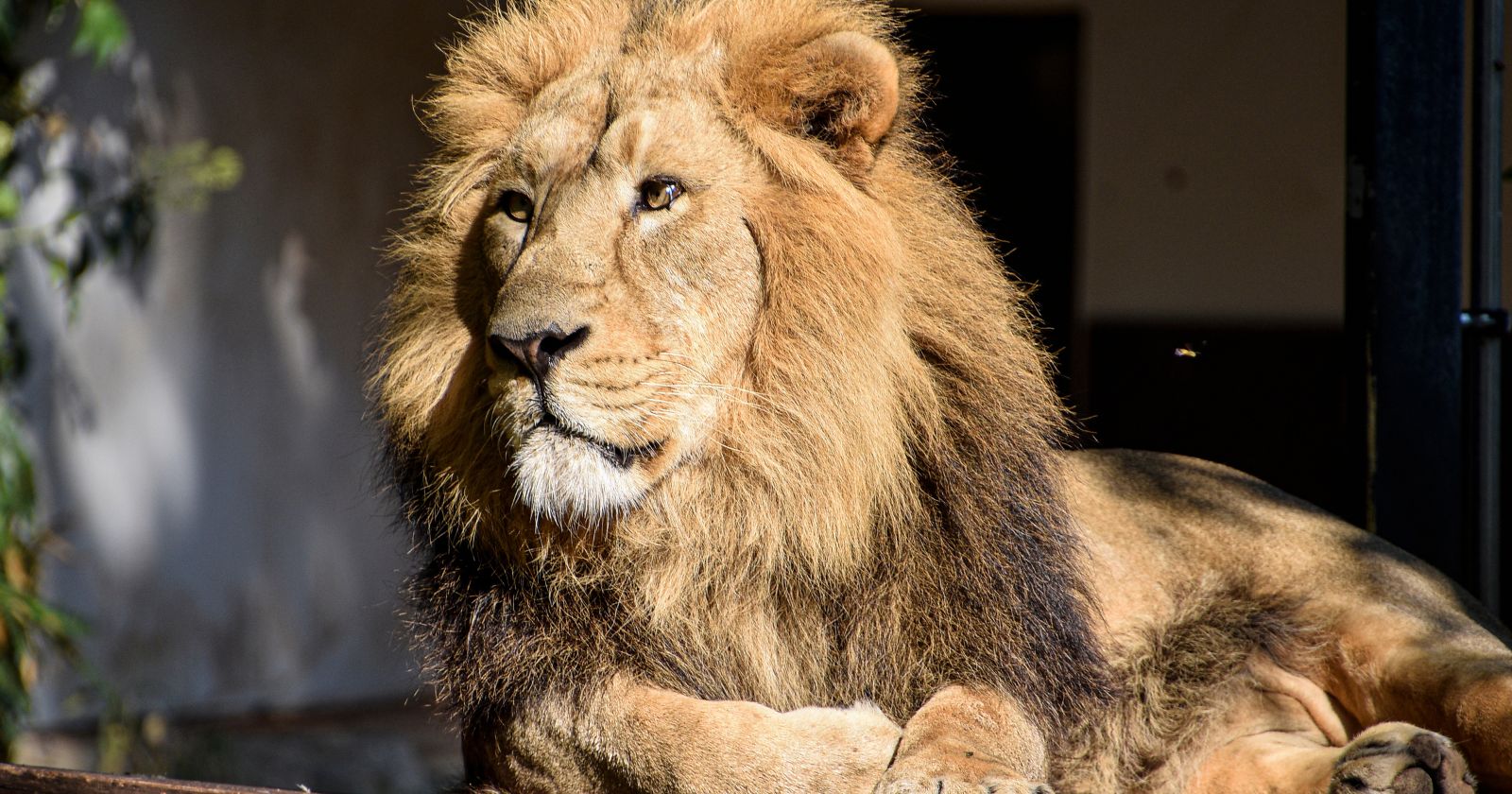 6 Key Traits of a Leo Personality (The Zodiac Series) - Starry Astrology