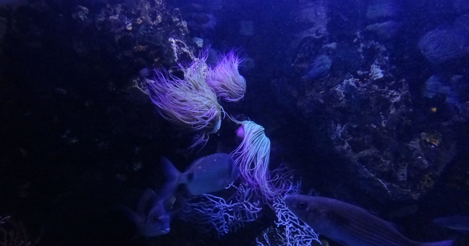 Pisces - The 5 Key Symbols (Facts, Myths, and Insights) - Starry Astrology