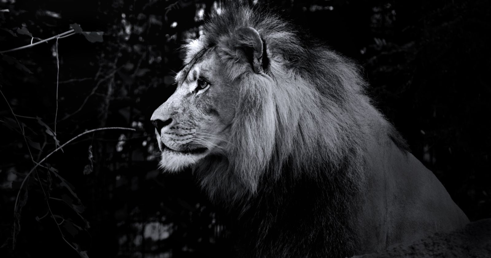 The Majesty of Leo Rising: 10 Roaring Facts - Starry Astrology