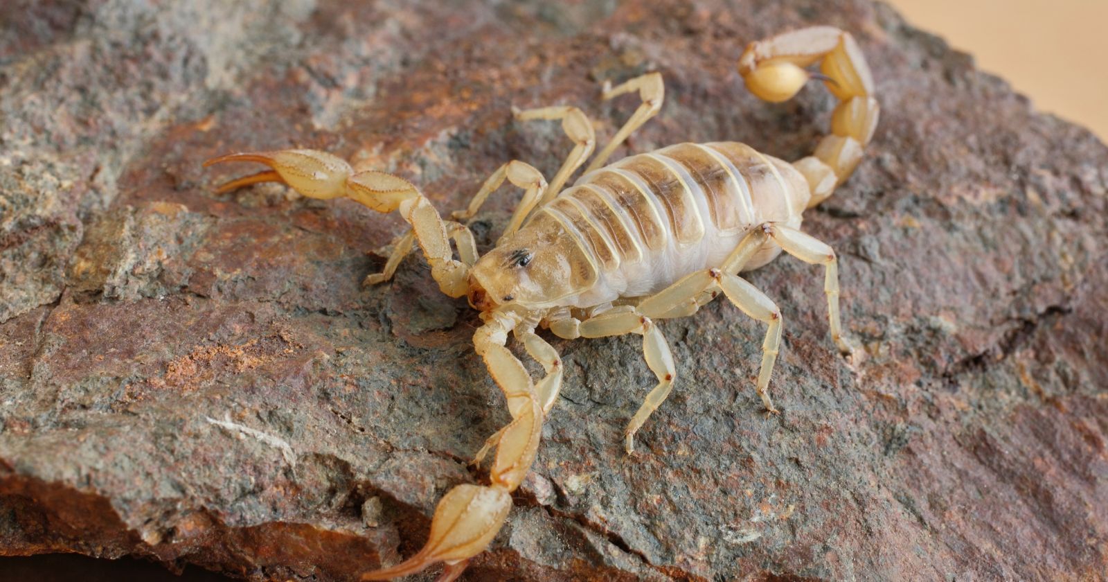 5 Intriguing Facts of the 12th House in Scorpio - Starry Astrology