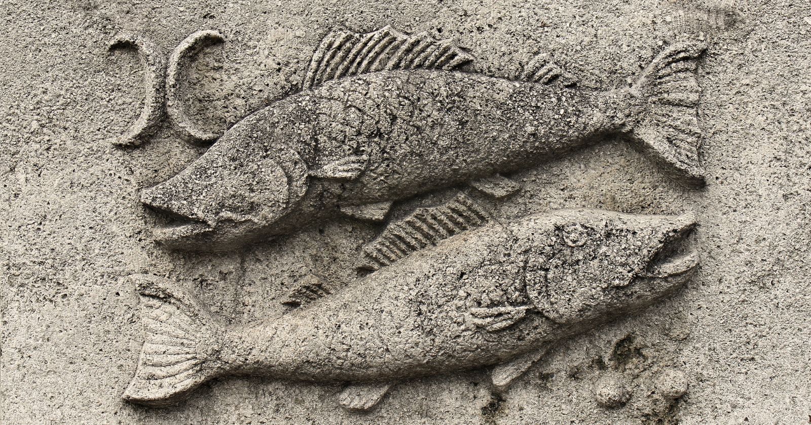 5 Revelations of the 3rd House Pisces - Starry Astrology