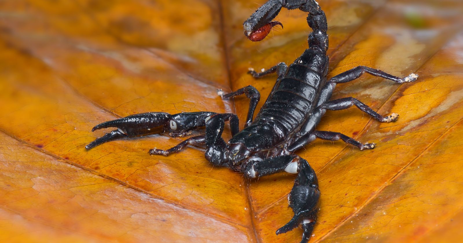 Astrology for Scorpio: 14 Intriguing Insights - Starry Astrology