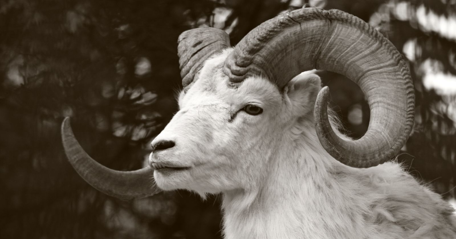 The 3rd House Aries: 12 Intriguing Revelations - Starry Astrology
